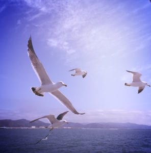 Travel To Do: Cat Island, Tashirojima, Japan • Foodie Explorers | UK ...