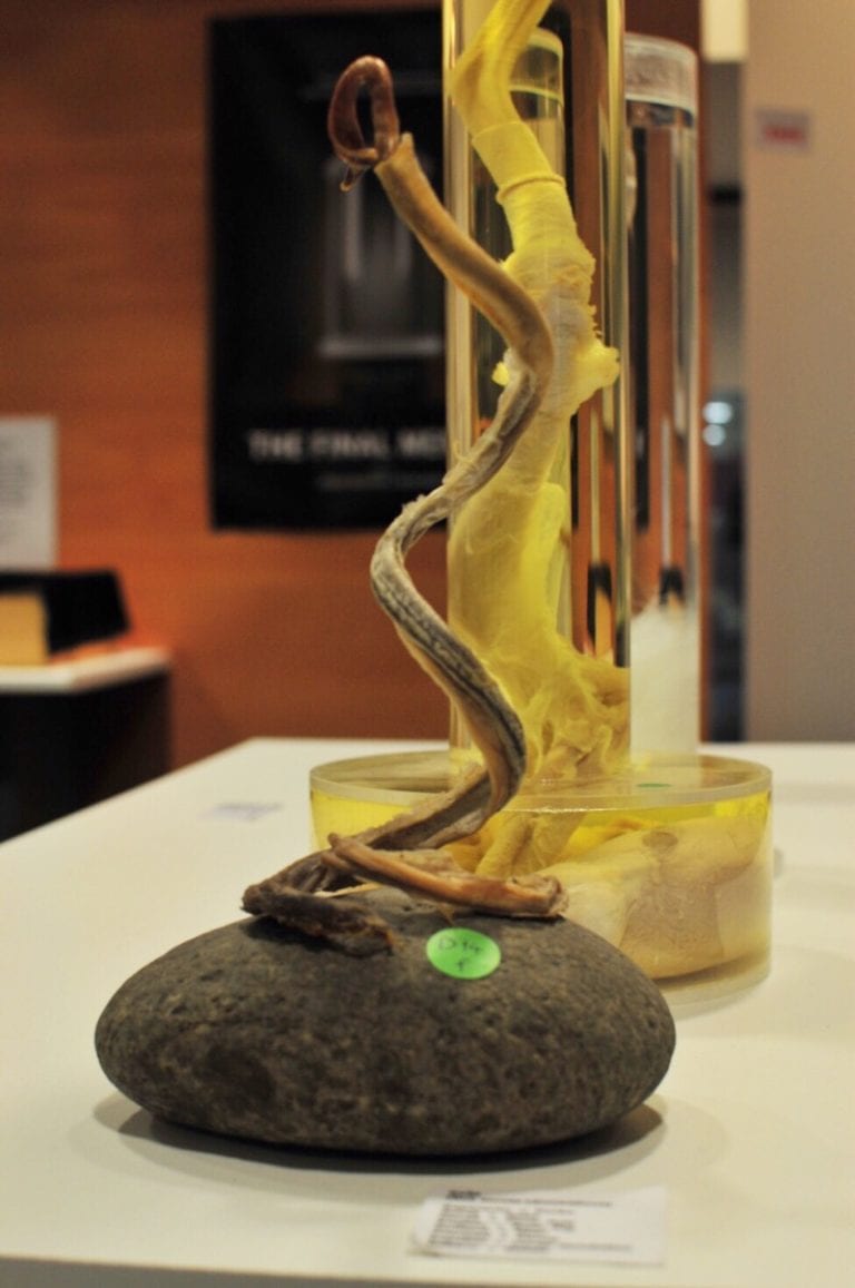 Travel: The Icelandic Phallological Museum (The Penis Museum) • Foodie ...