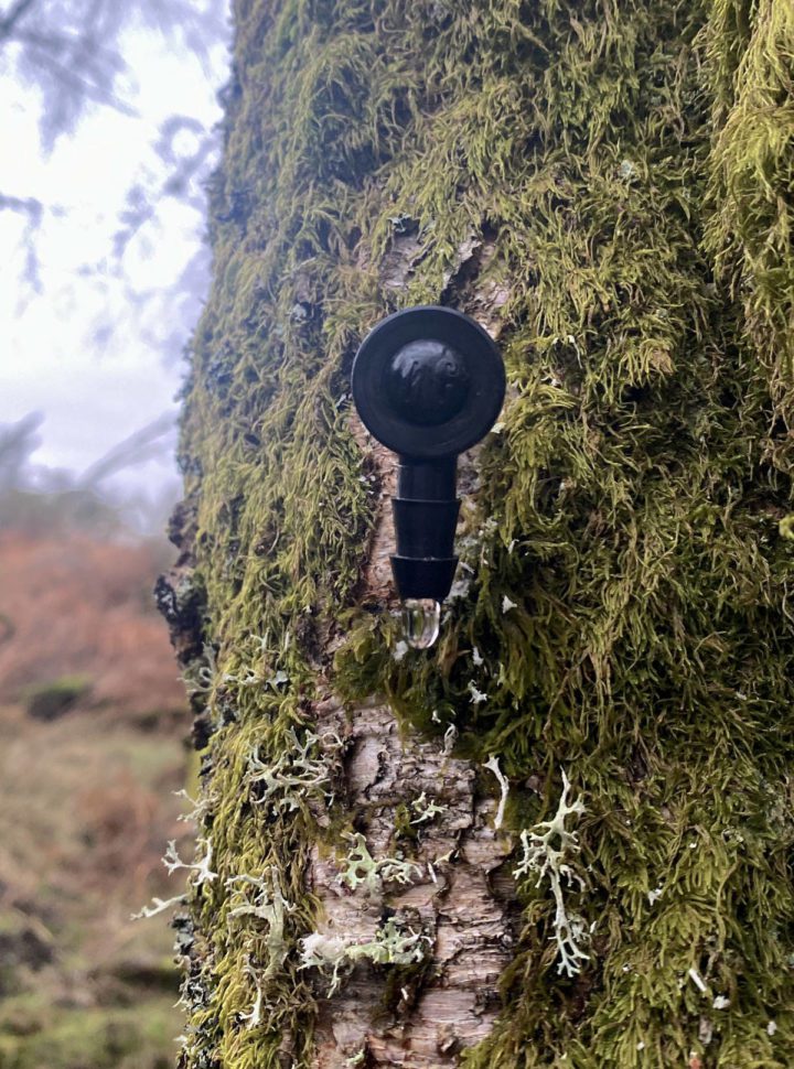 Birkentree - Highland Birch water • Foodie Explorers