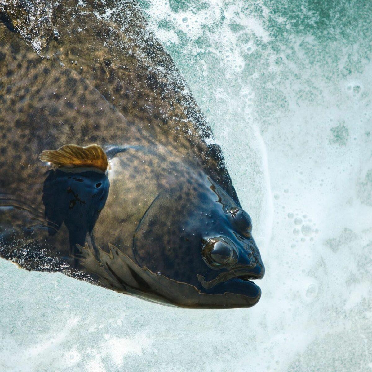 Gigha Halibut to cease production • Foodie Explorers